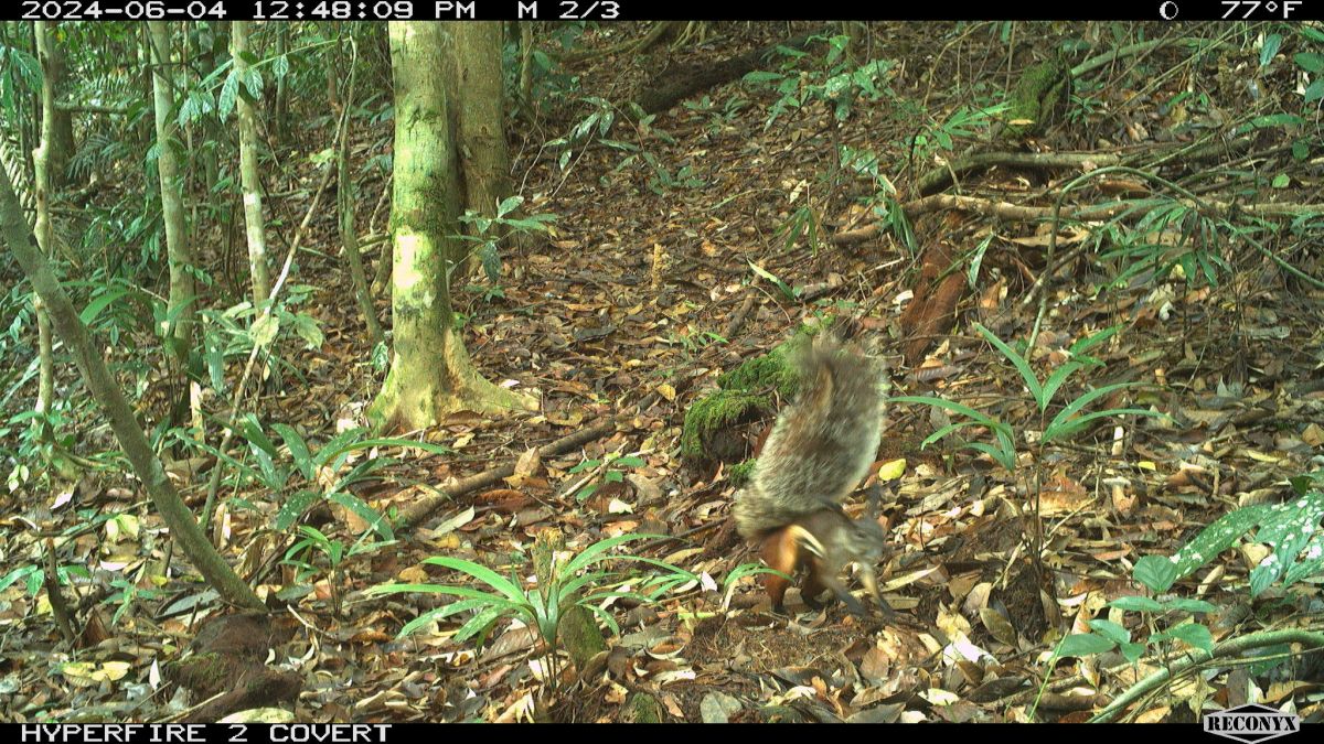 Monitoring of Wildlife in Sapulut's Natural Forest